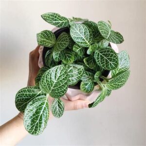 Top 5 Angel Plant Varieties and How to Grow Them Indoors