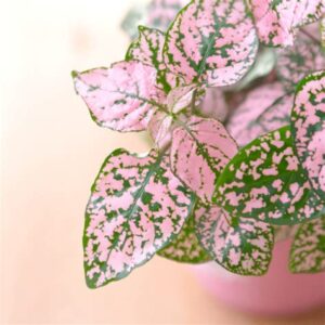 Top 5 Angel Plant Varieties and How to Grow Them Indoors